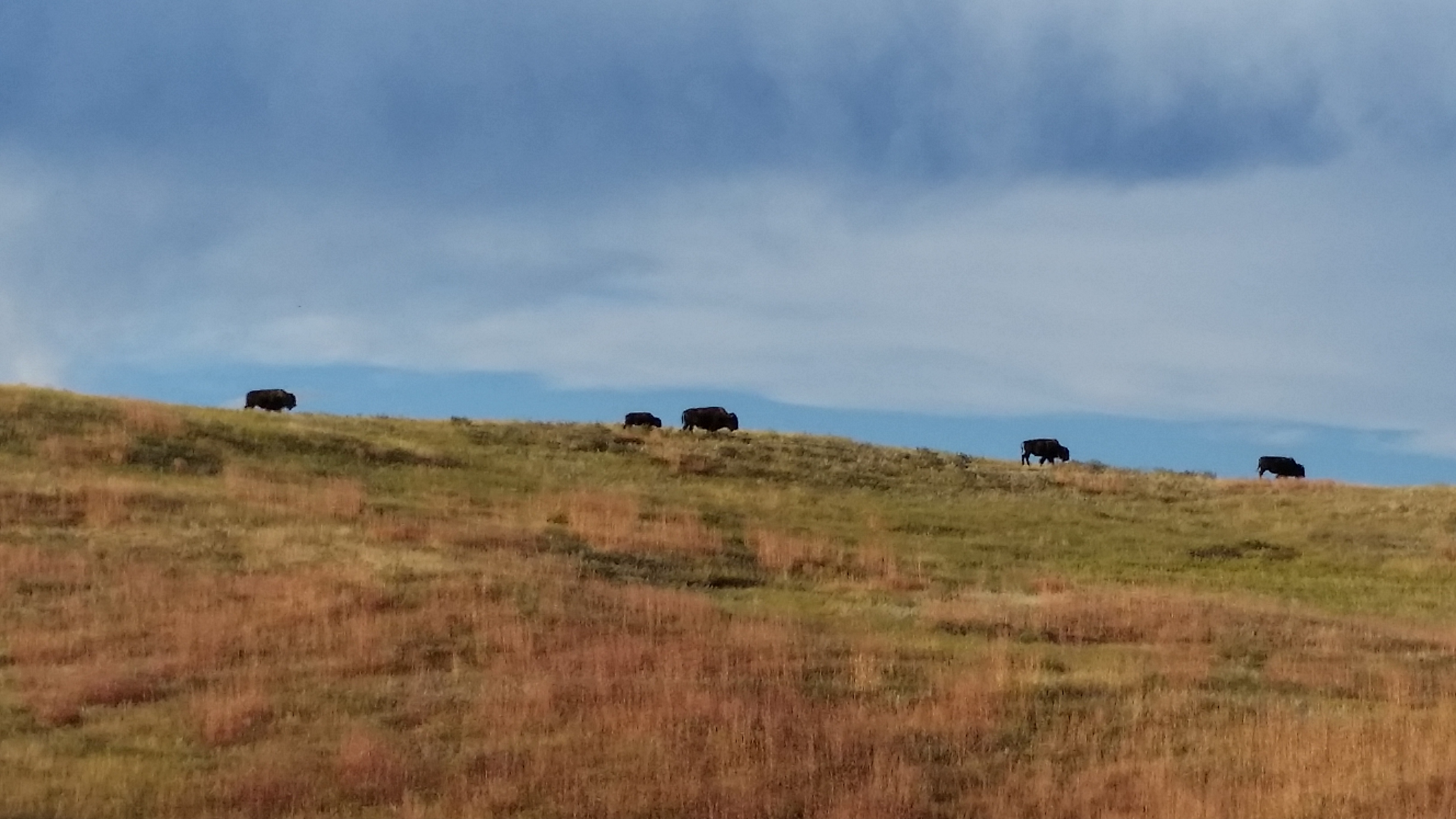 West comes east – AMY MATHEWS AMOS